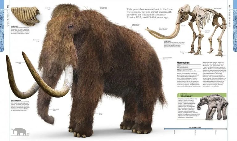 Dinosaurs & Prehistoric Life: The Definitive Visual Guide to ...