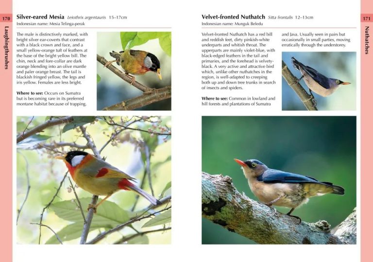 Birds Of Bali Sumatra And Java Helm Wildlife Guide Nokomis