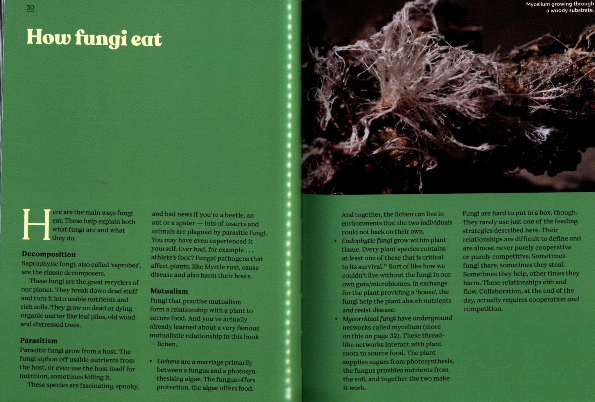 Fungi of Aotearoa: A Curious Forager's Field Guide - Nokomis