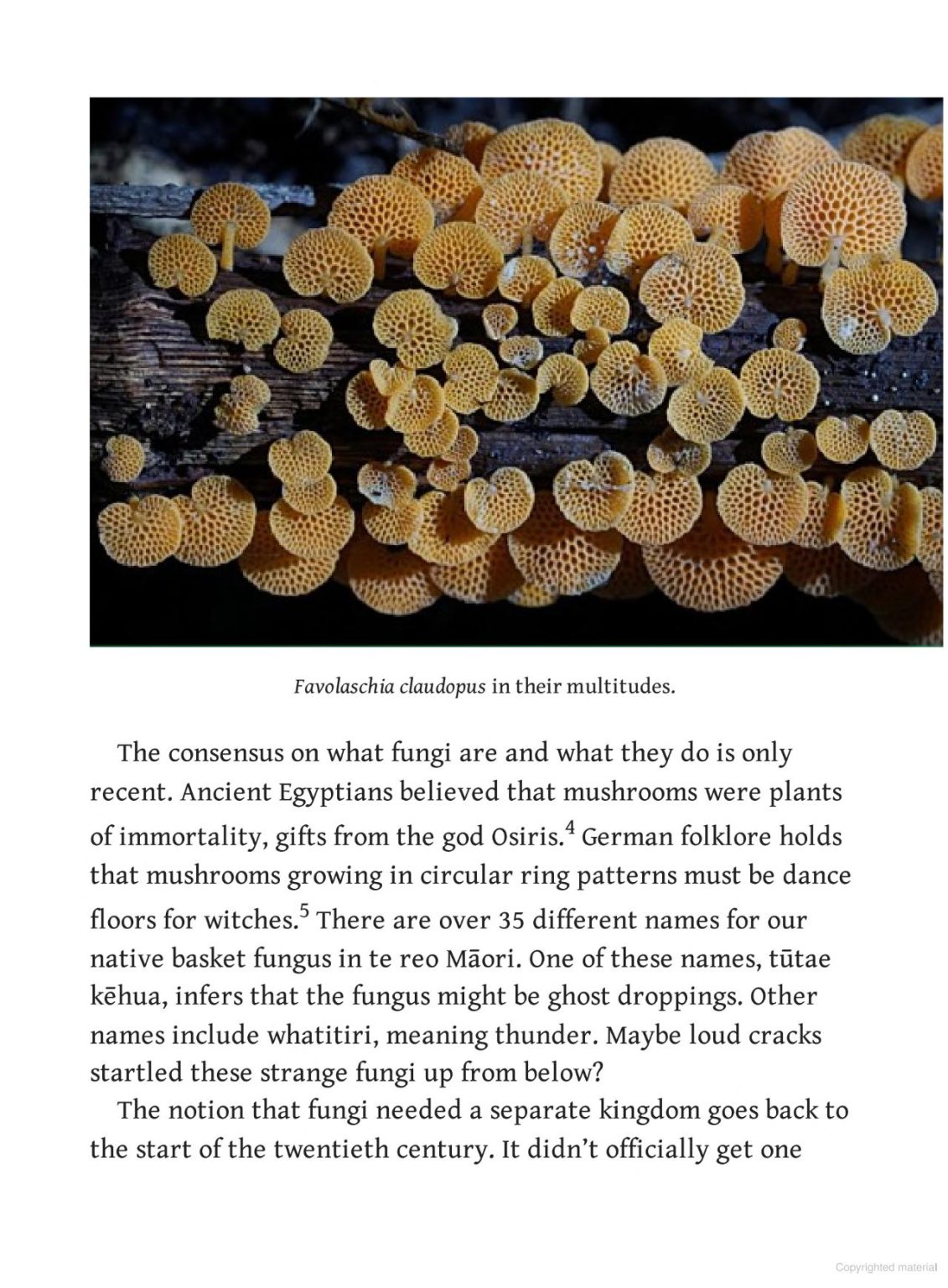 Fungi of Aotearoa: A Curious Forager's Field Guide - Nokomis