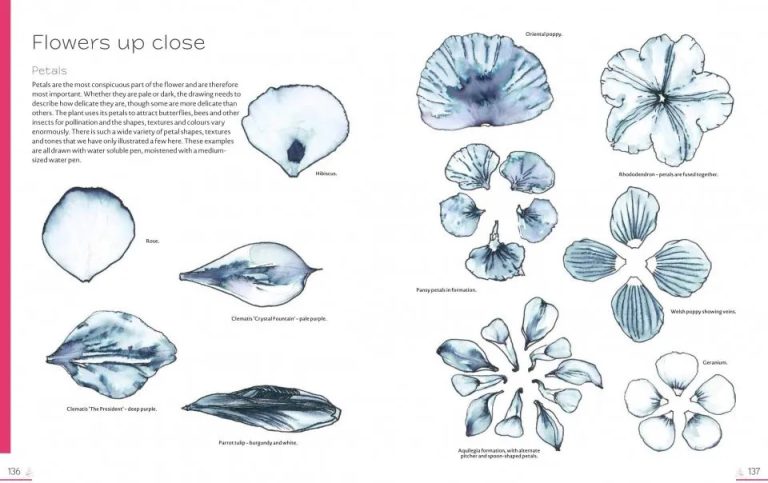 Drawing Trees & Flowers - Nokomis