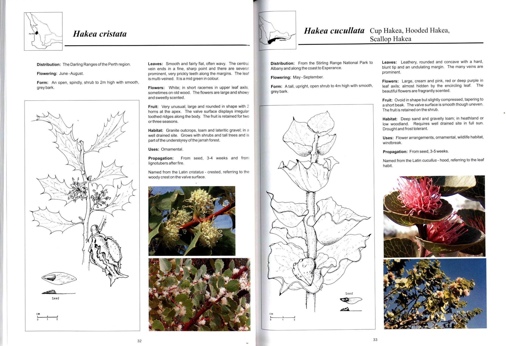 Hakeas of Western Australia: A Field and Identification Guide - Nokomis