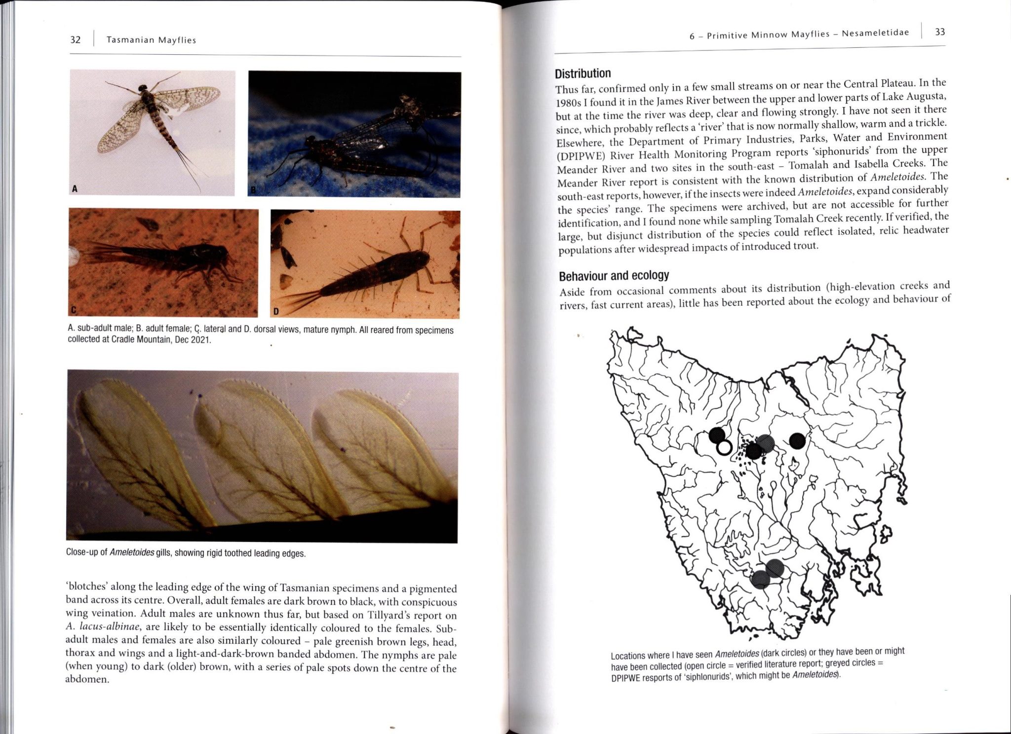 Tasmanian Mayflies: Identification, Ecology, Behaviour and Imitation ...