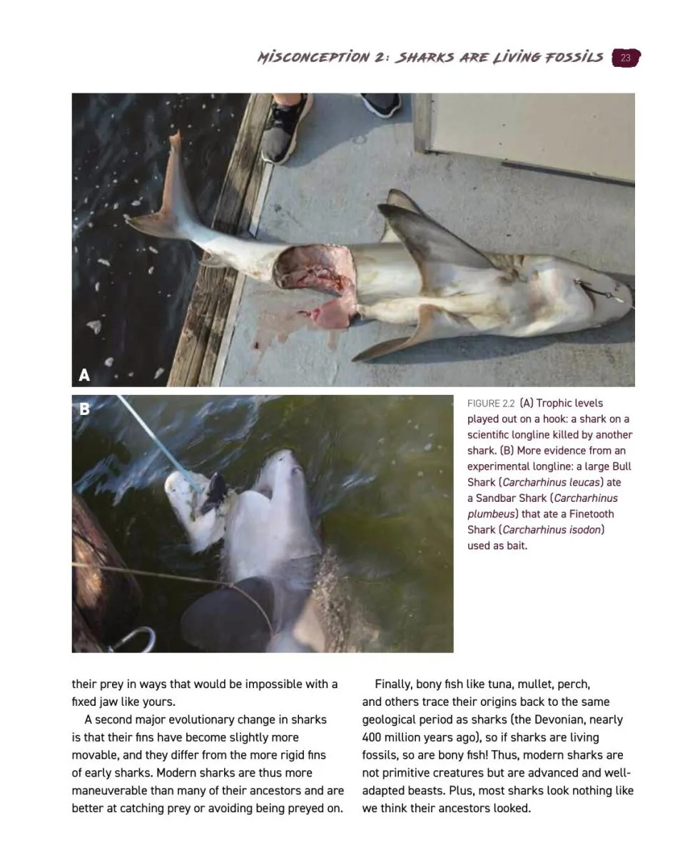 Tooth and Claw: Top Predators of the World - Nokomis