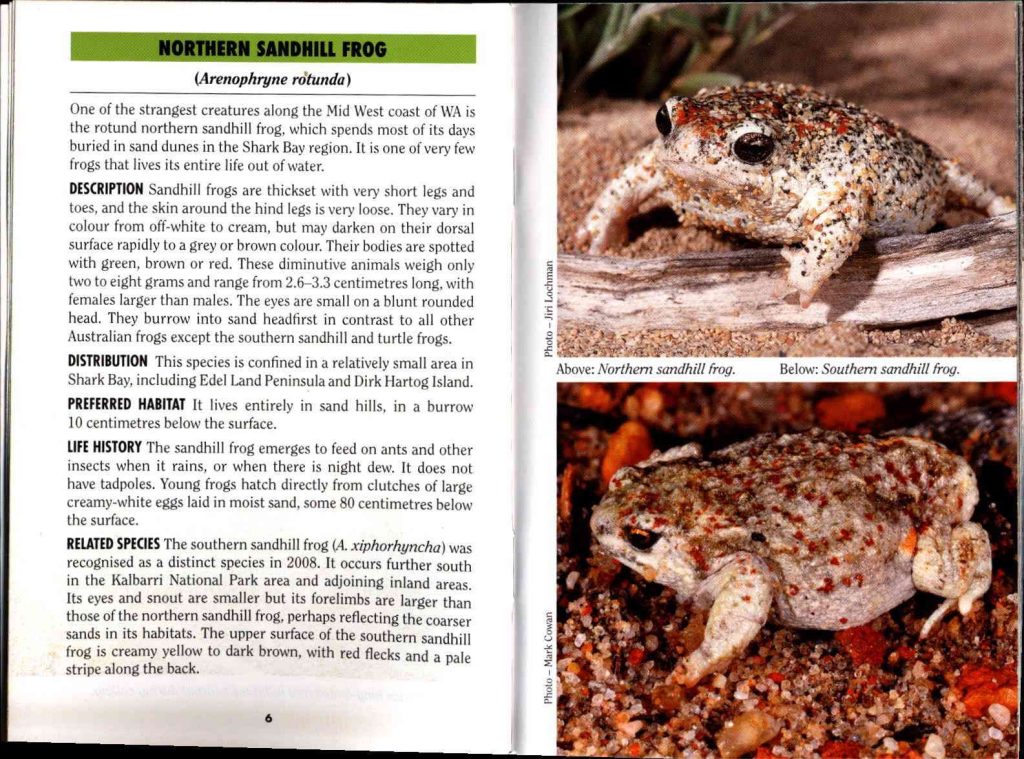 Frogs of Western Australia (Bush Books Series) - Nokomis