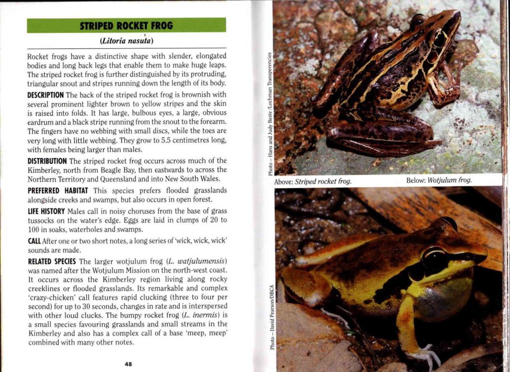 Frogs of Western Australia (Bush Books Series) - Nokomis