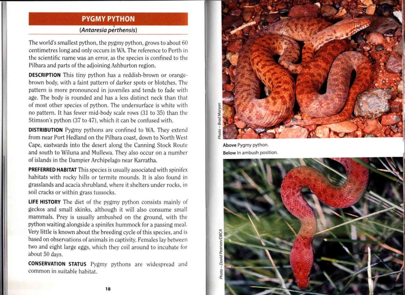 Snakes of Western Australia (Bush Books Series) - Nokomis
