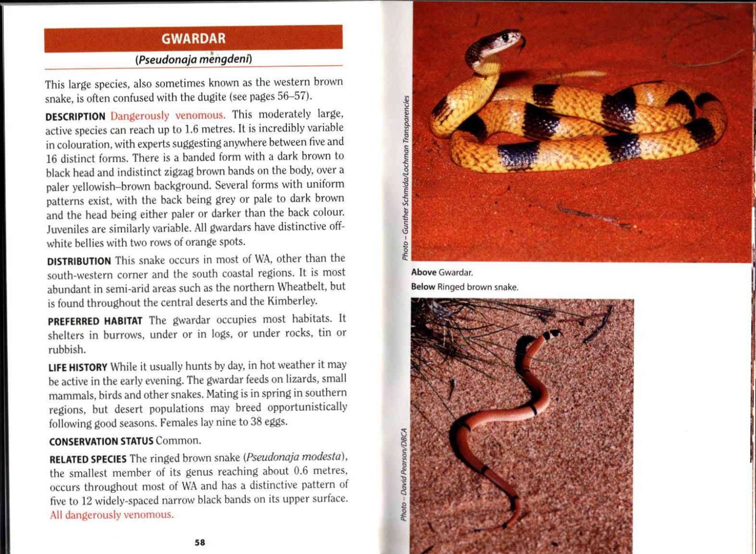 Snakes of Western Australia (Bush Books Series) - Nokomis