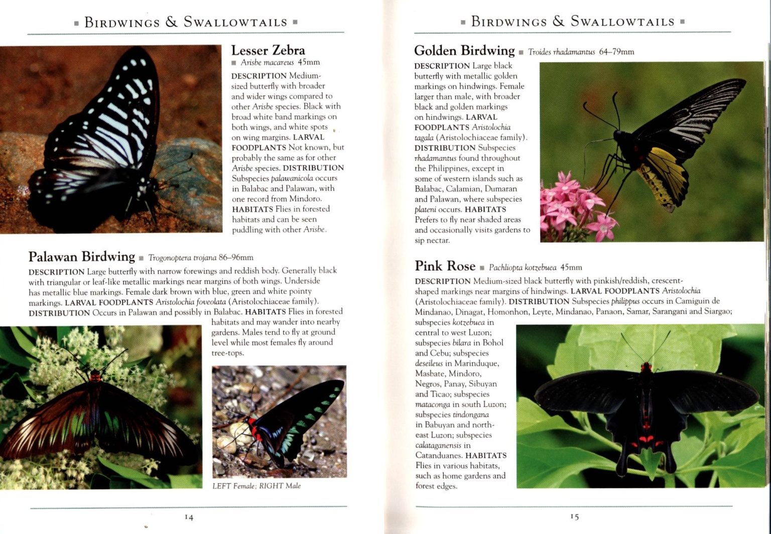 A Naturalist's Guide to the Butterflies of the Philippines - Nokomis