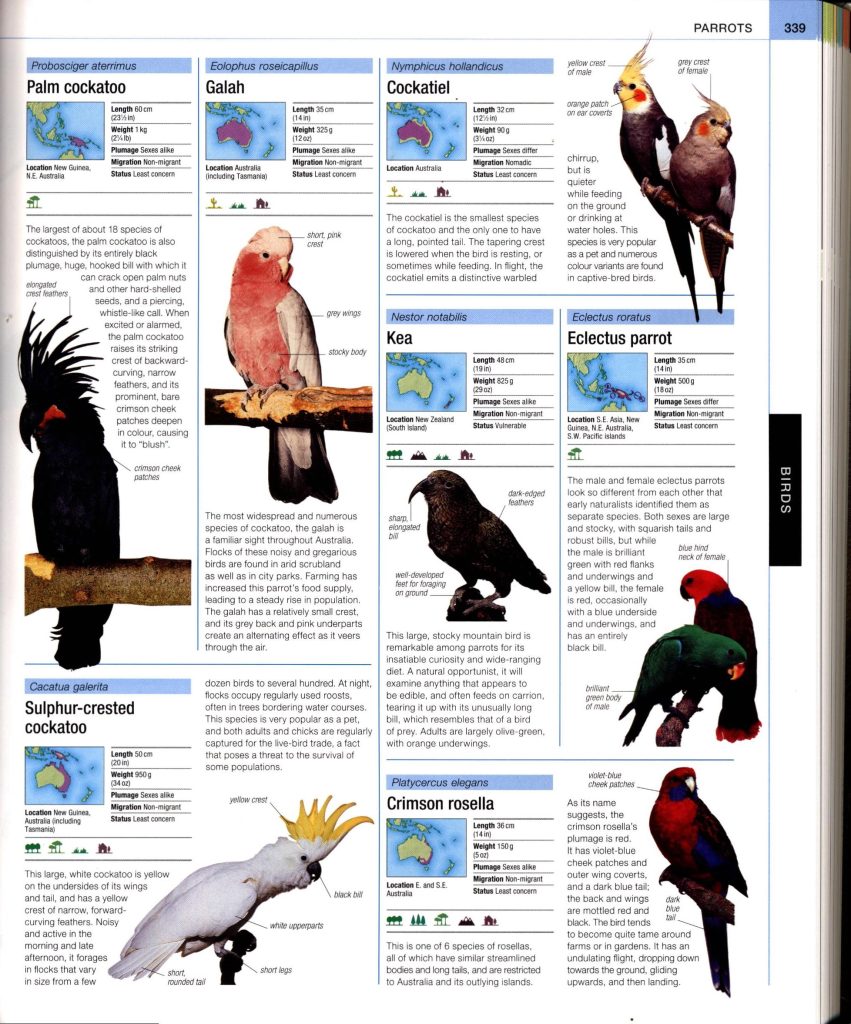 Animal: The Definitive Visual Guide - Nokomis
