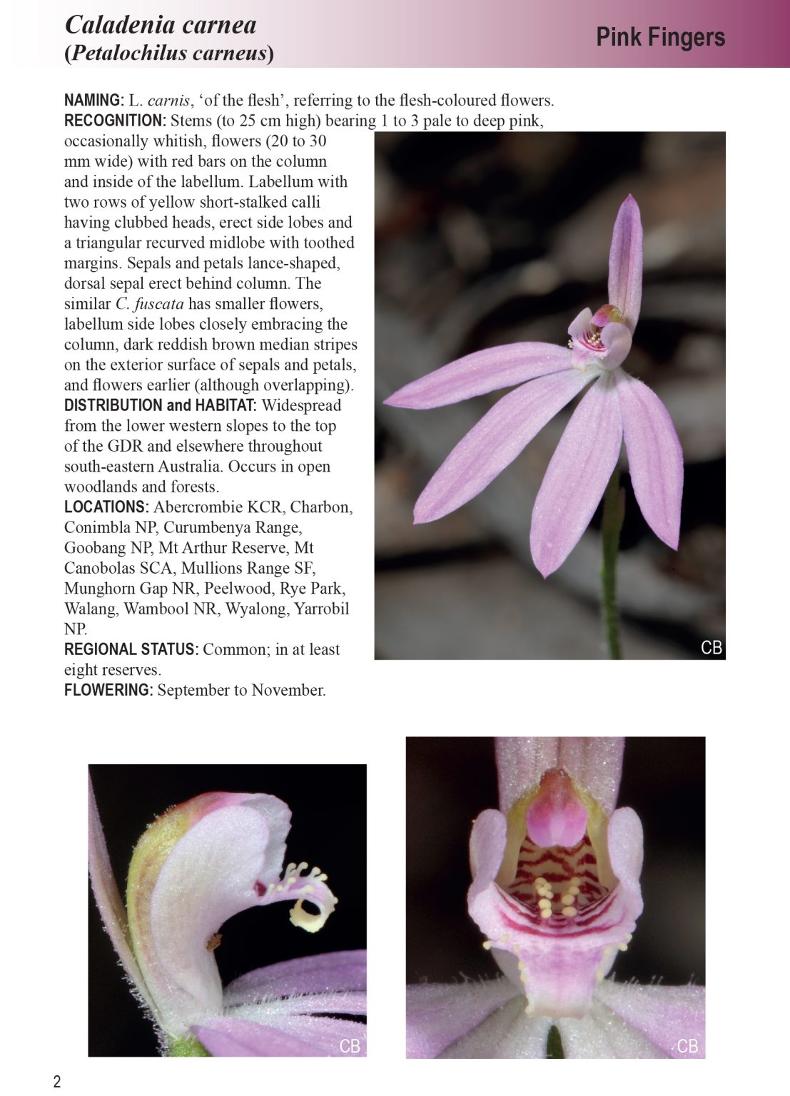 Orchids of Central Western NSW: Identification, Biology, Conservation ...