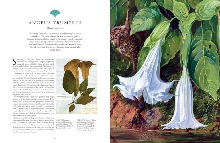Rare Plants: 40 of the World's Rarest and Most Endangered Plants - Nokomis