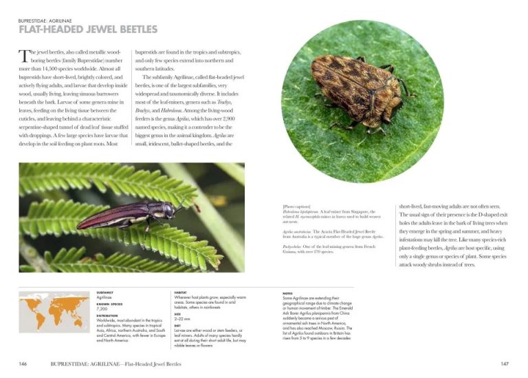 Beetles of the World: A Natural History - Nokomis