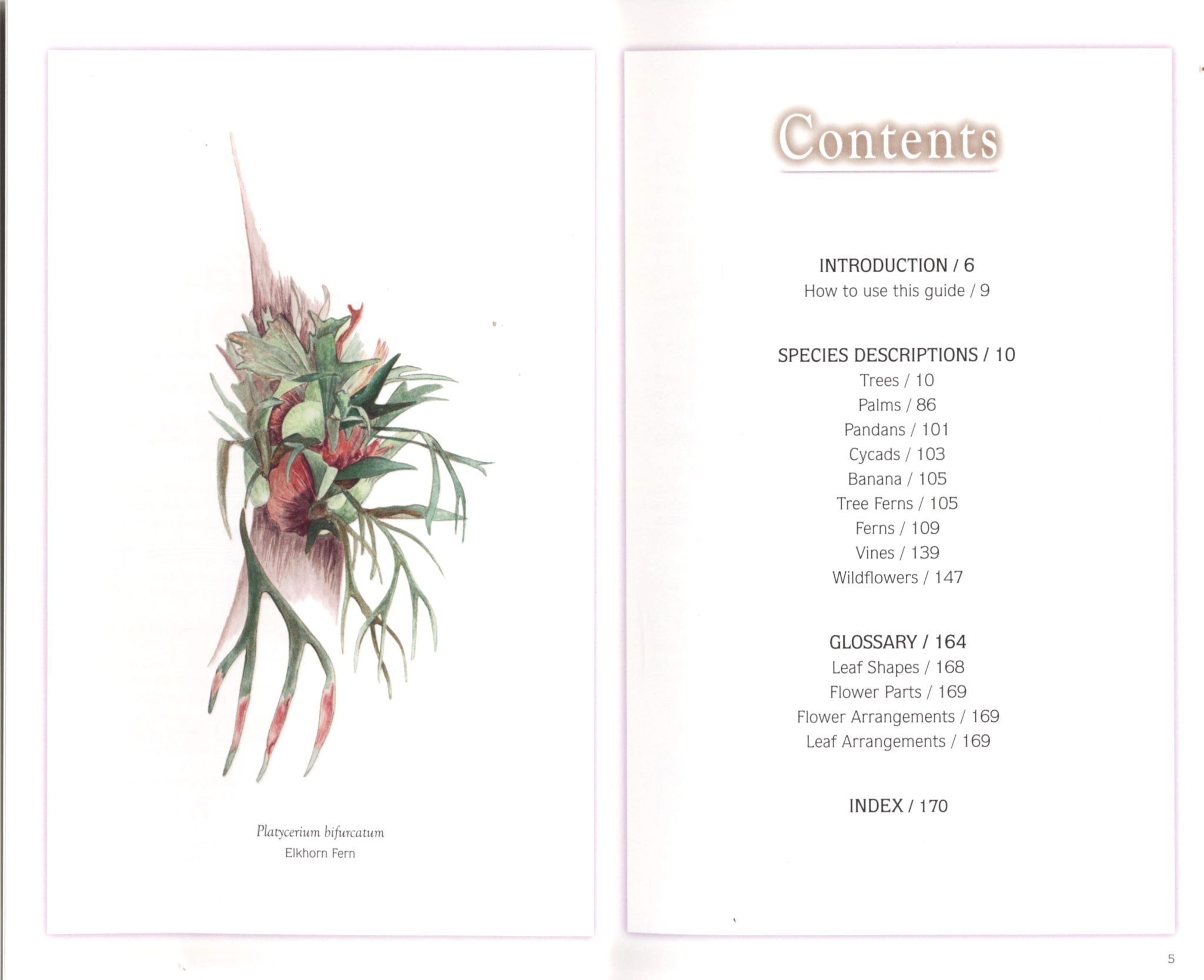 Cronin's Key Guide to Australian Rainforest Plants (Fully Revised and ...
