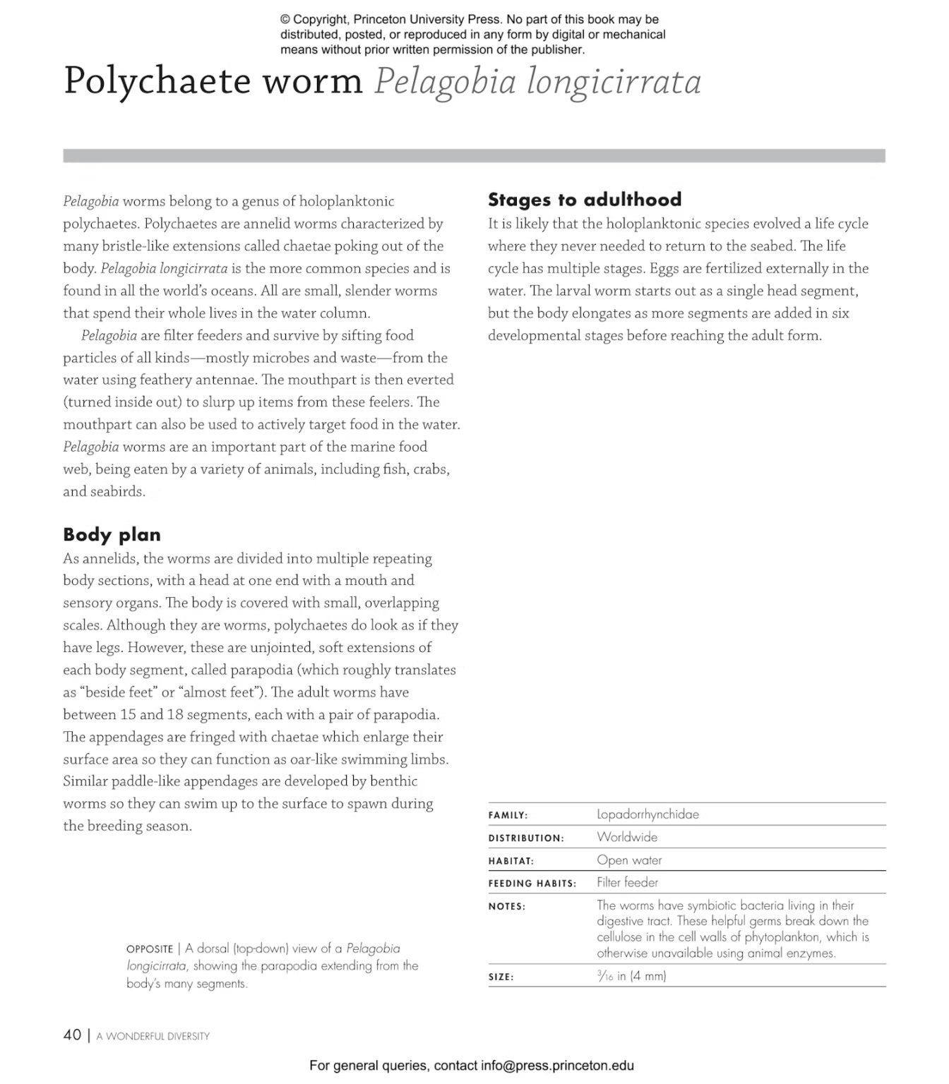 Plankton: A Worldwide Guide - Nokomis
