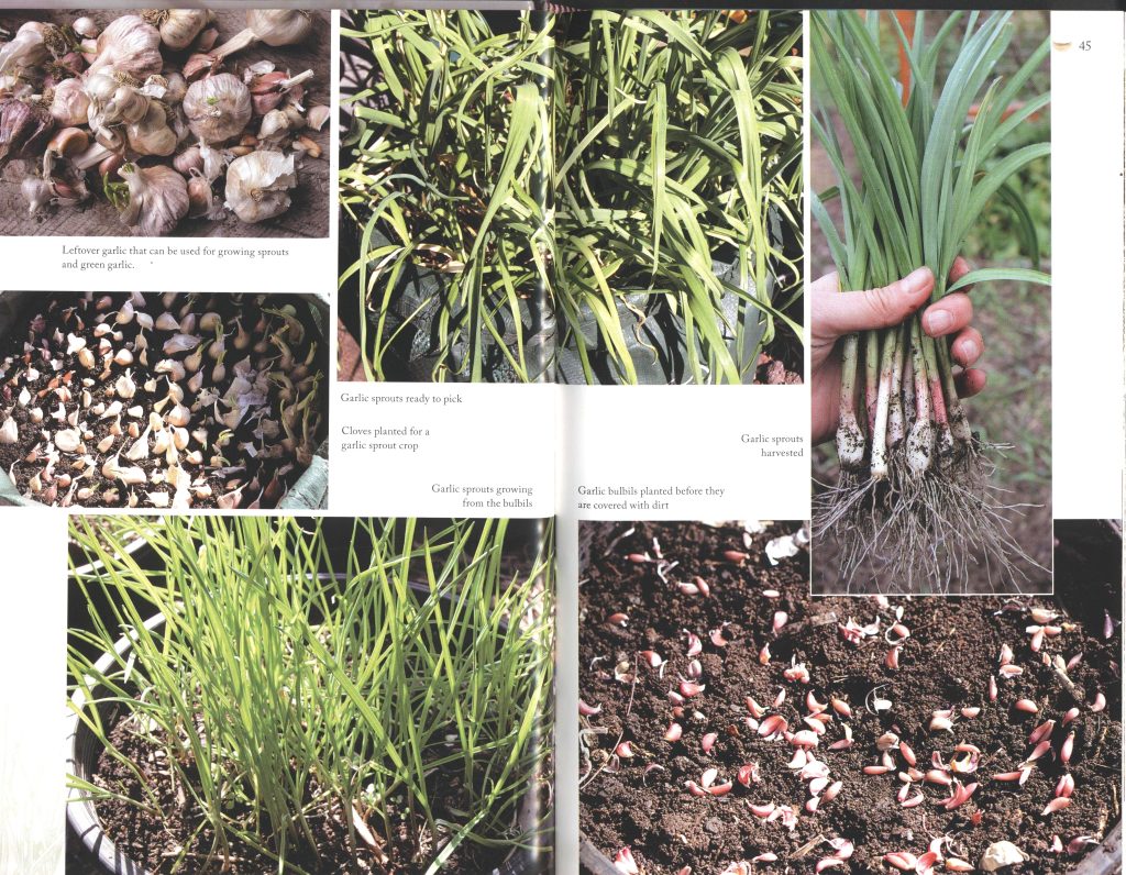 Garlic: An Organic Guide to Knowing, Growing and Using garlic, from ...