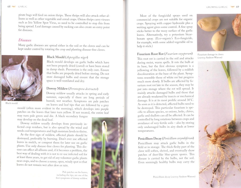 Garlic: An Organic Guide to Knowing, Growing and Using garlic, from ...