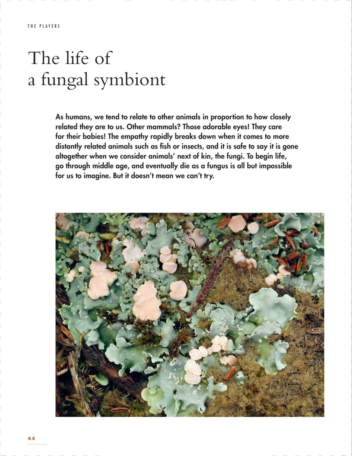 The Lives of Lichens: A Natural History - Nokomis