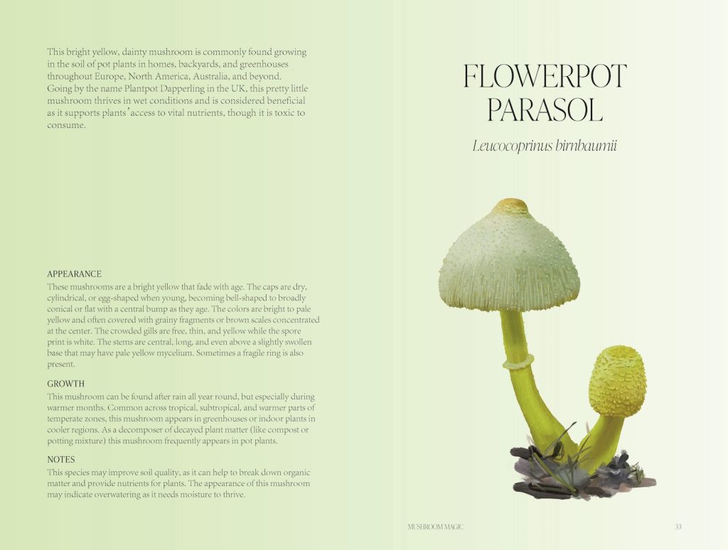 Mushroom Magic: An Illustrated Introduction to Fascinating Fungi - Nokomis