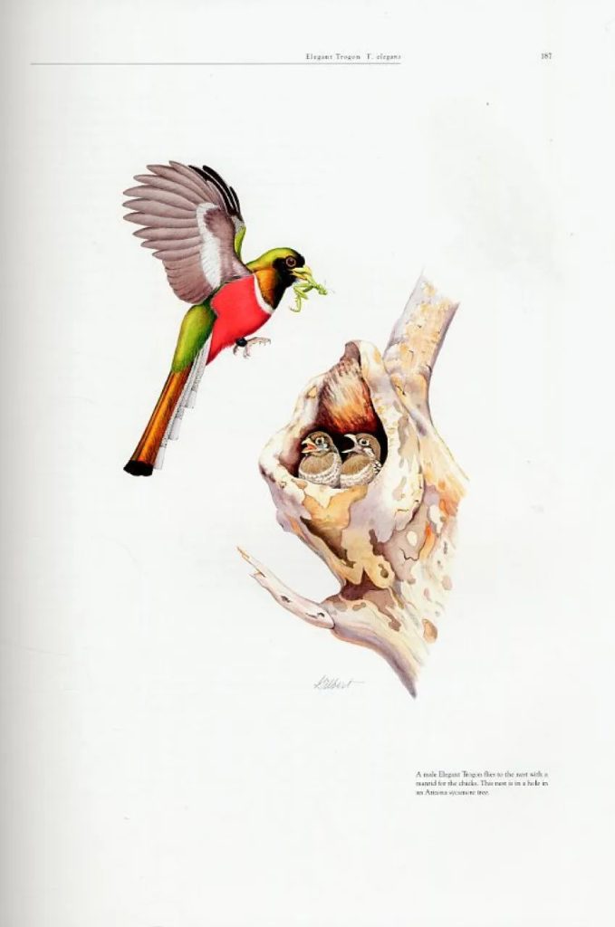 Trogons: A Natural History of the Trogonidae - Nokomis
