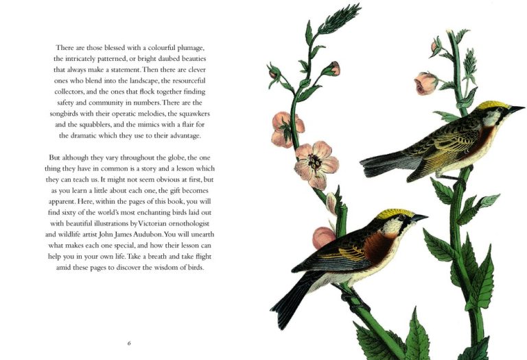 The Wisdom of Birds: Essential Life Lessons for Positivity and Grace ...