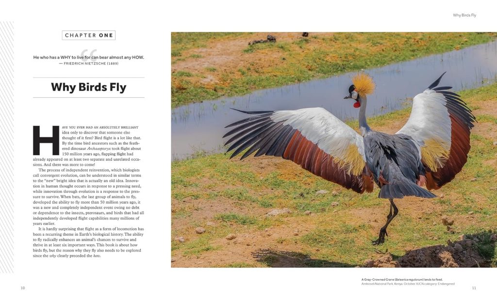 How Birds Fly: The Science and Art of Avian Flight - Nokomis