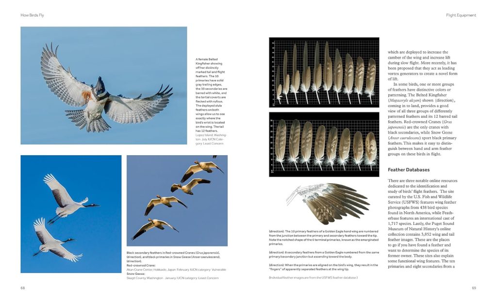 How Birds Fly: The Science and Art of Avian Flight - Nokomis