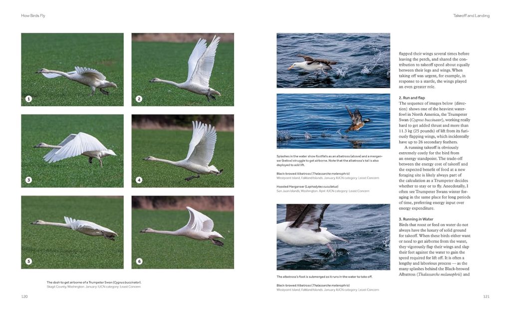 How Birds Fly: The Science and Art of Avian Flight - Nokomis