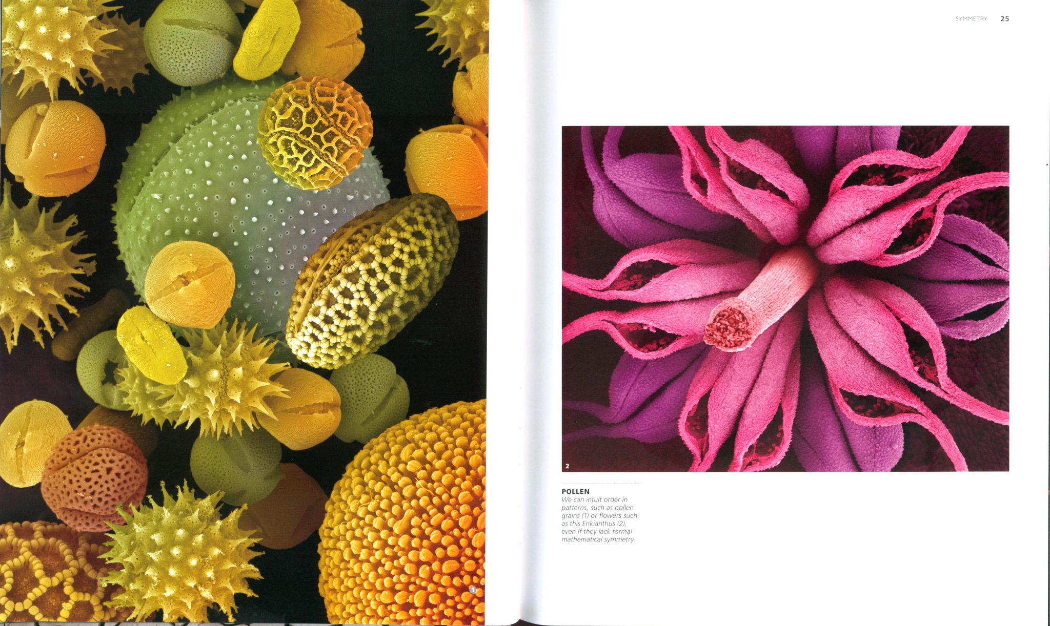 Patterns in Nature: Why the Natural World Looks the Way It Does - Nokomis
