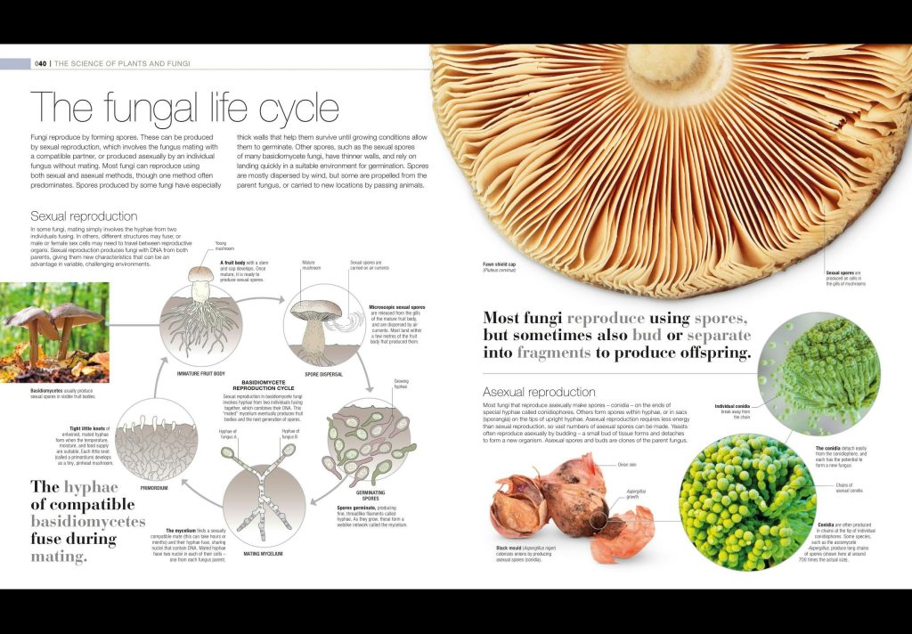 Plants & Fungi: The Definitive Visual Guide - Nokomis