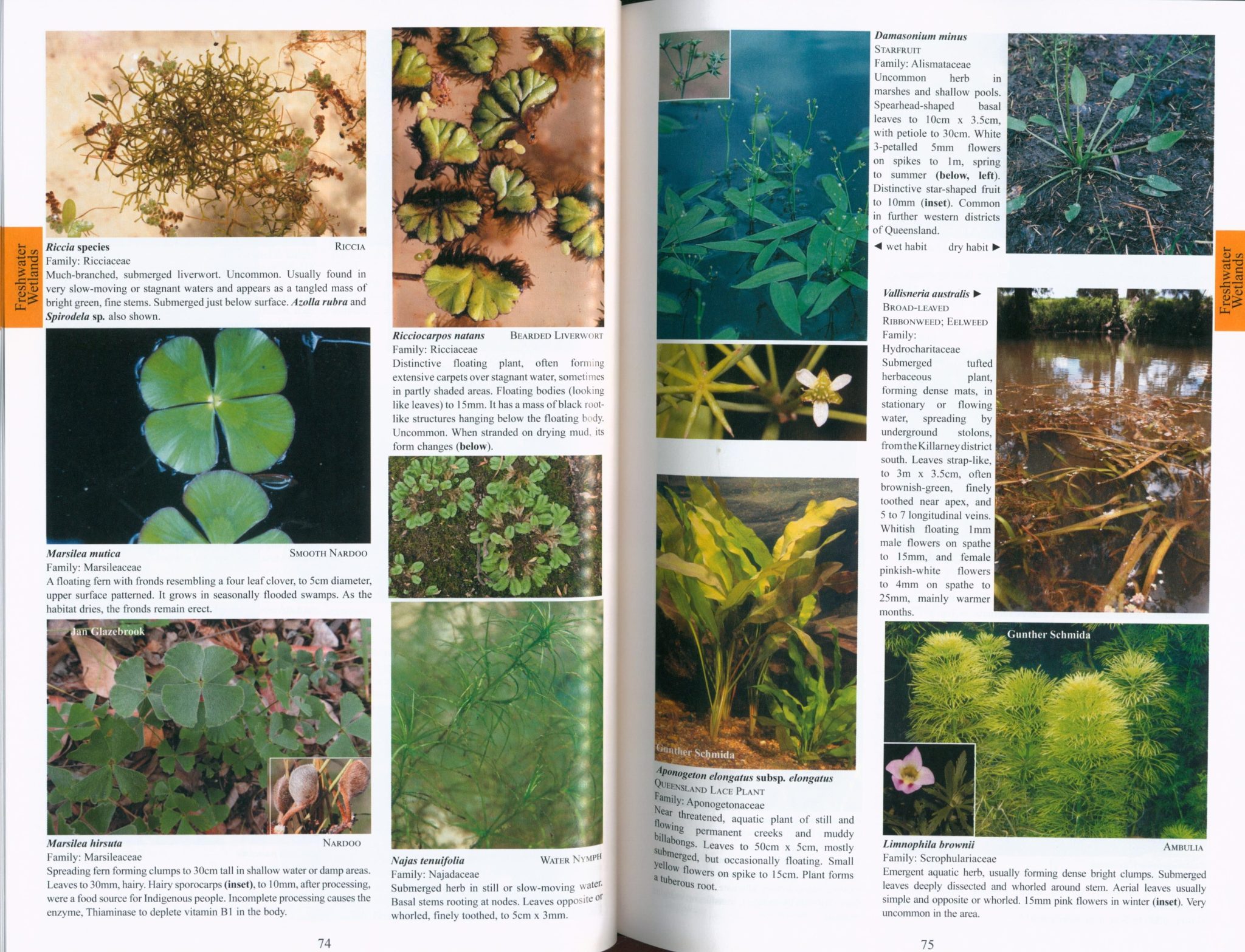 Mangroves to Mountains: A Field Guide to Native Plants of South-East ...