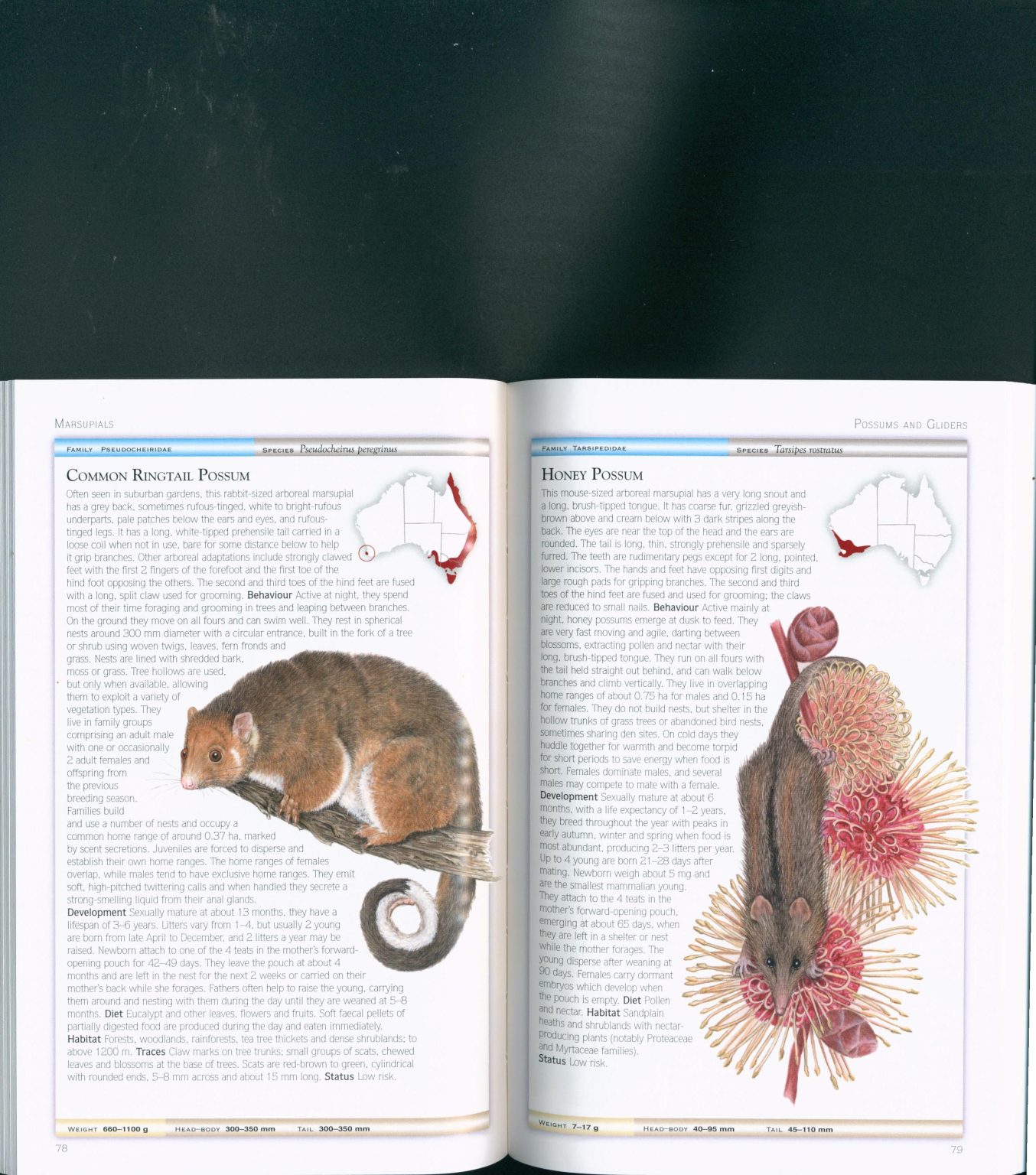Cronin's Key Guide to Australian Mammals (Second Edition) - Nokomis