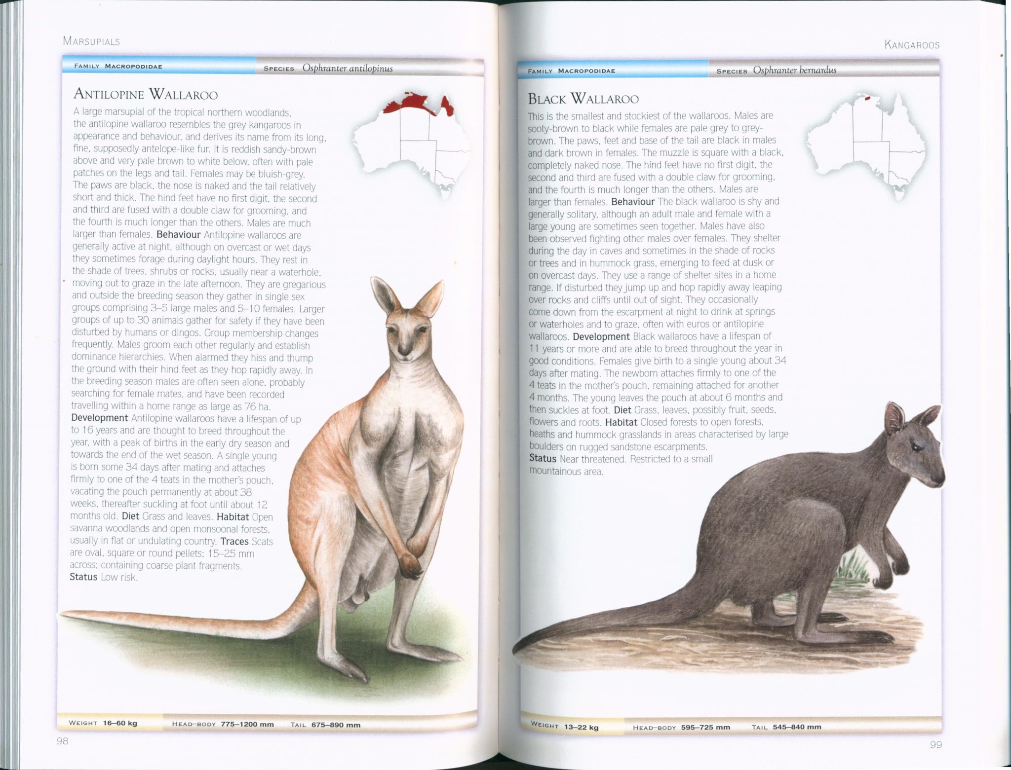 Cronin's Key Guide to Australian Mammals (Second Edition) - Nokomis