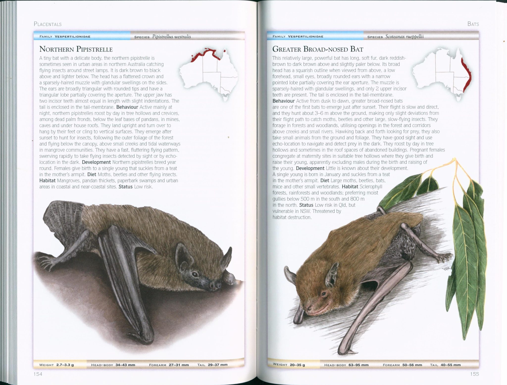 Cronin's Key Guide to Australian Mammals (Second Edition) - Nokomis
