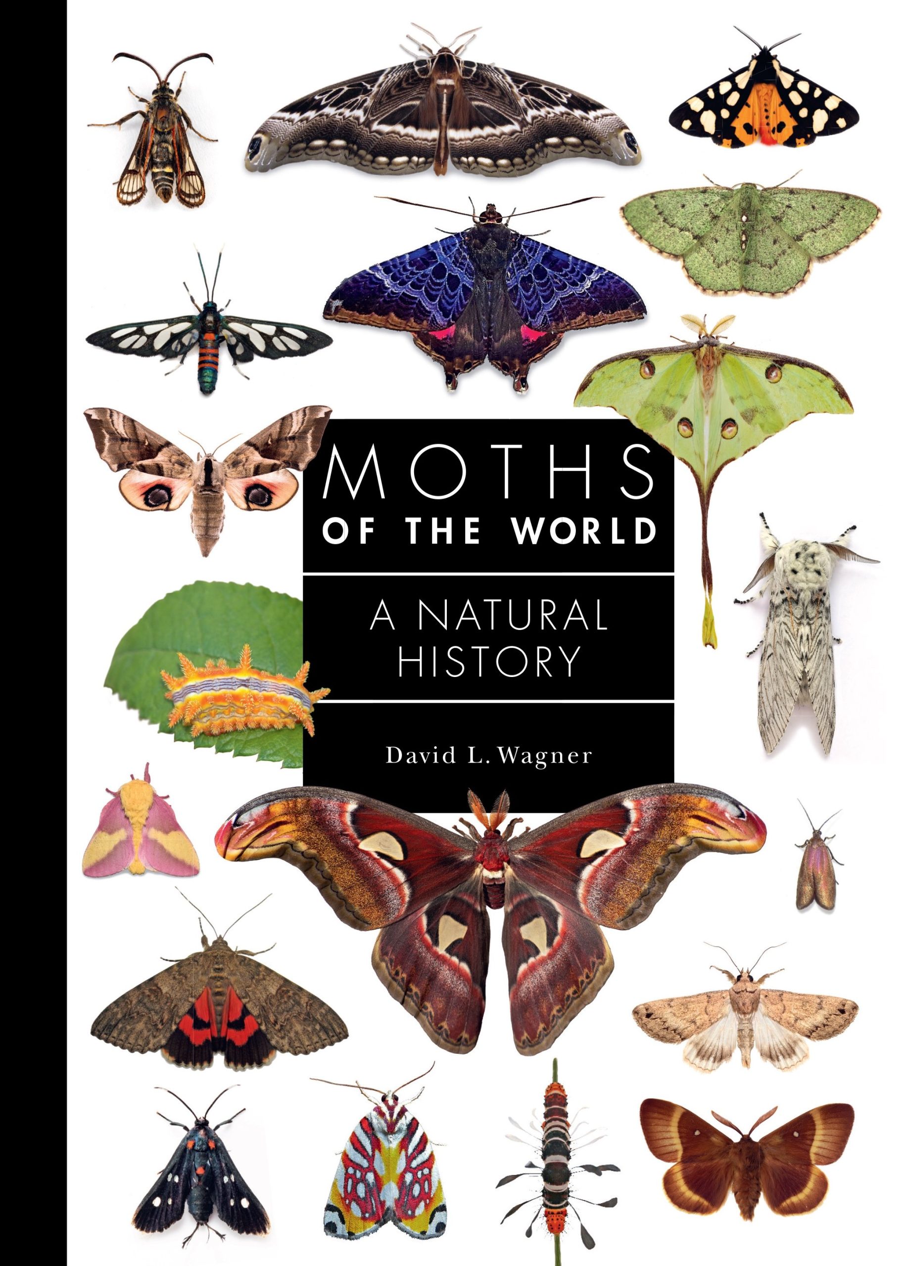 Moths of the World: A Natural History - Nokomis