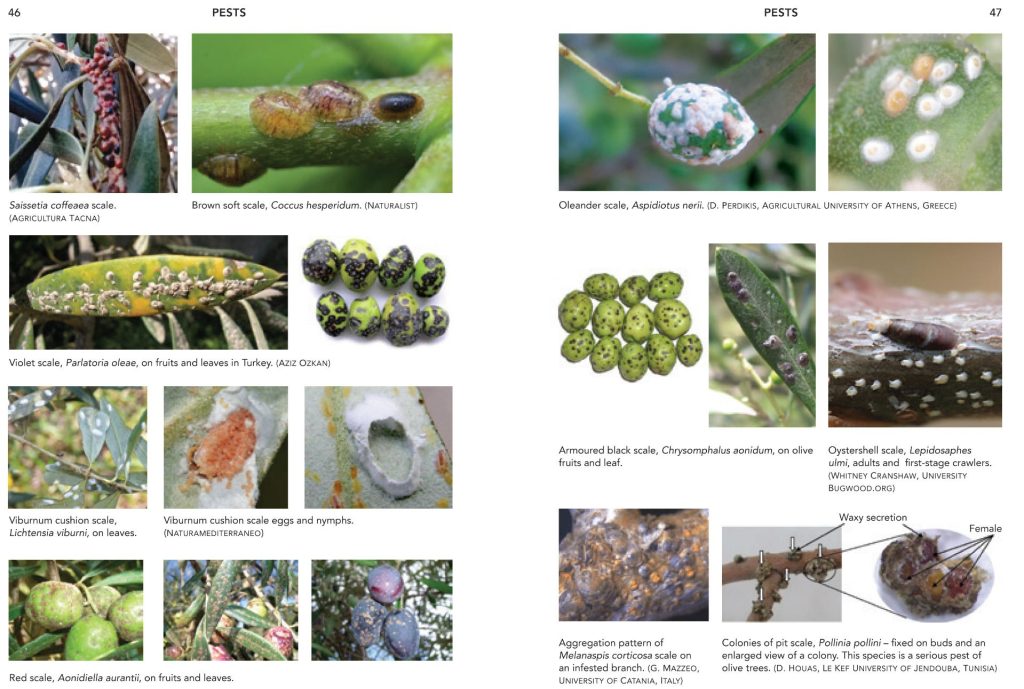 A Guide to Olive Pests and Diseases - Nokomis