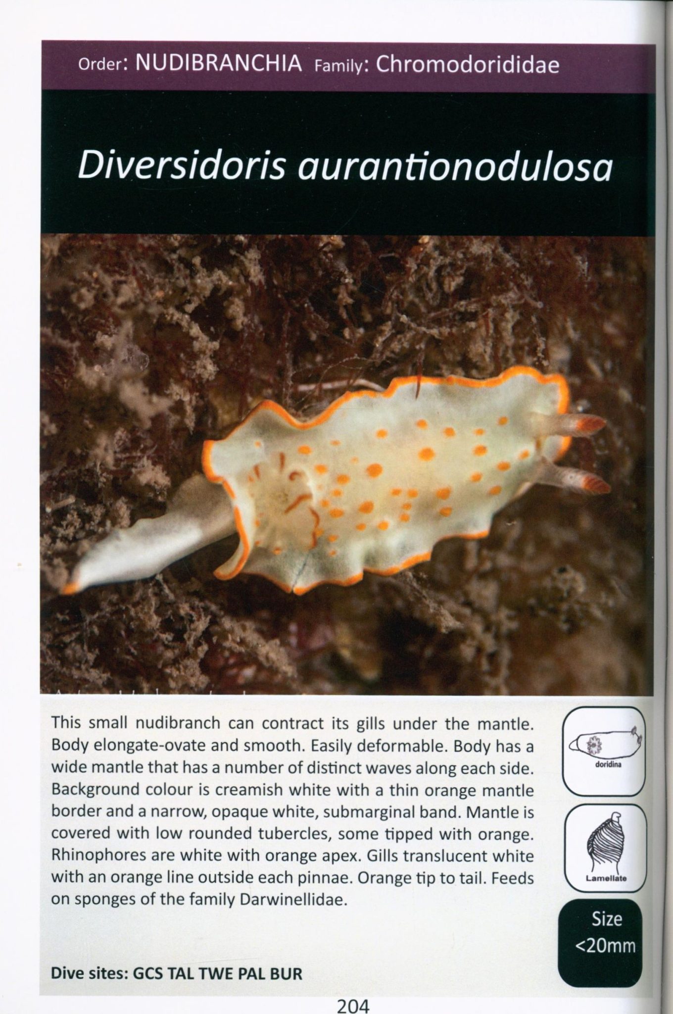 Nudibranchs and other Sea Slugs from the Gold Coast, Southern ...