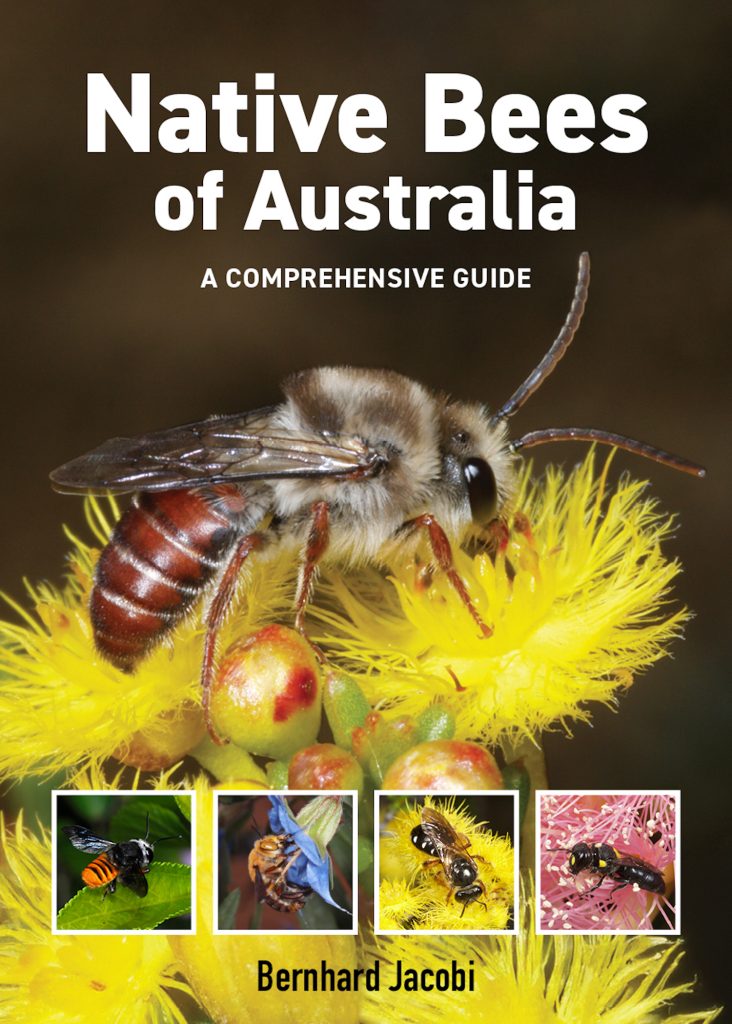 Native Bees of Australia: A Comprehensive Guide - Nokomis