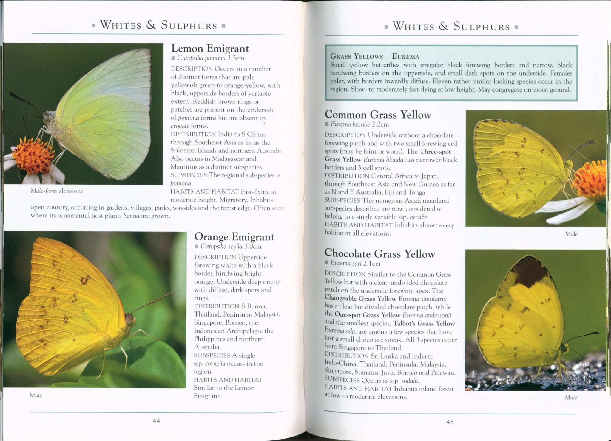 A Naturalist's Guide to the Butterflies of Peninsular Malaysia ...